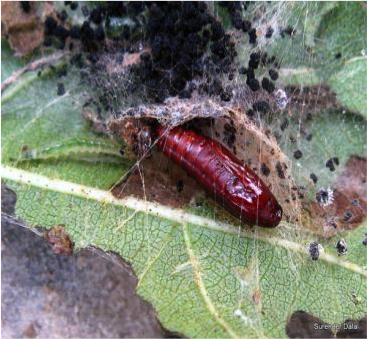 TNAU Agritech Portal :: Crop Protection :: Pest :: Cotton