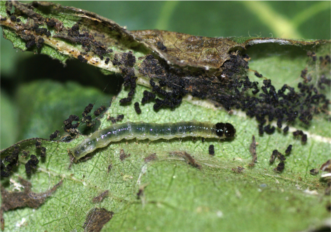 TNAU Agritech Portal :: Crop Protection :: Pest :: Cotton