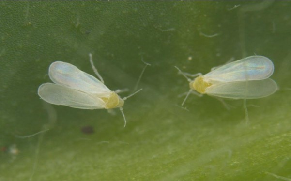 TNAU Agritech Portal :: Crop Protection :: Pest :: Cotton