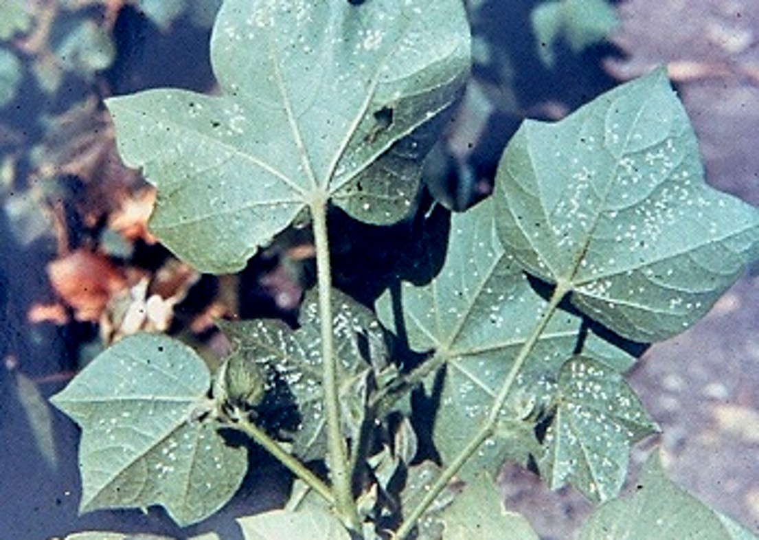 TNAU Agritech Portal :: Crop Protection :: Pest :: Cotton