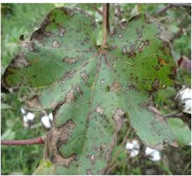 TNAU Agritech Portal :: Crop Protection