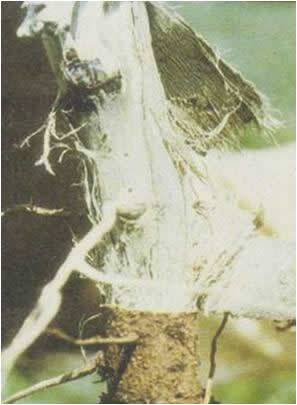 TNAU Agritech Portal :: Crop Protection