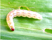 TNAU Agritech Portal :: Crop Protection :: Pest :: Cumbu