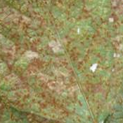 TNAU Agritech Portal :: Crop Protection