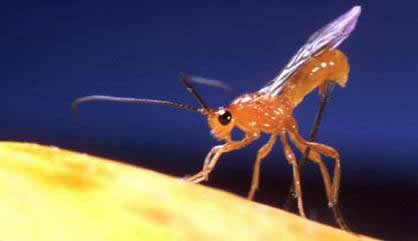 TNAU Agritech Portal :: Crop Protection