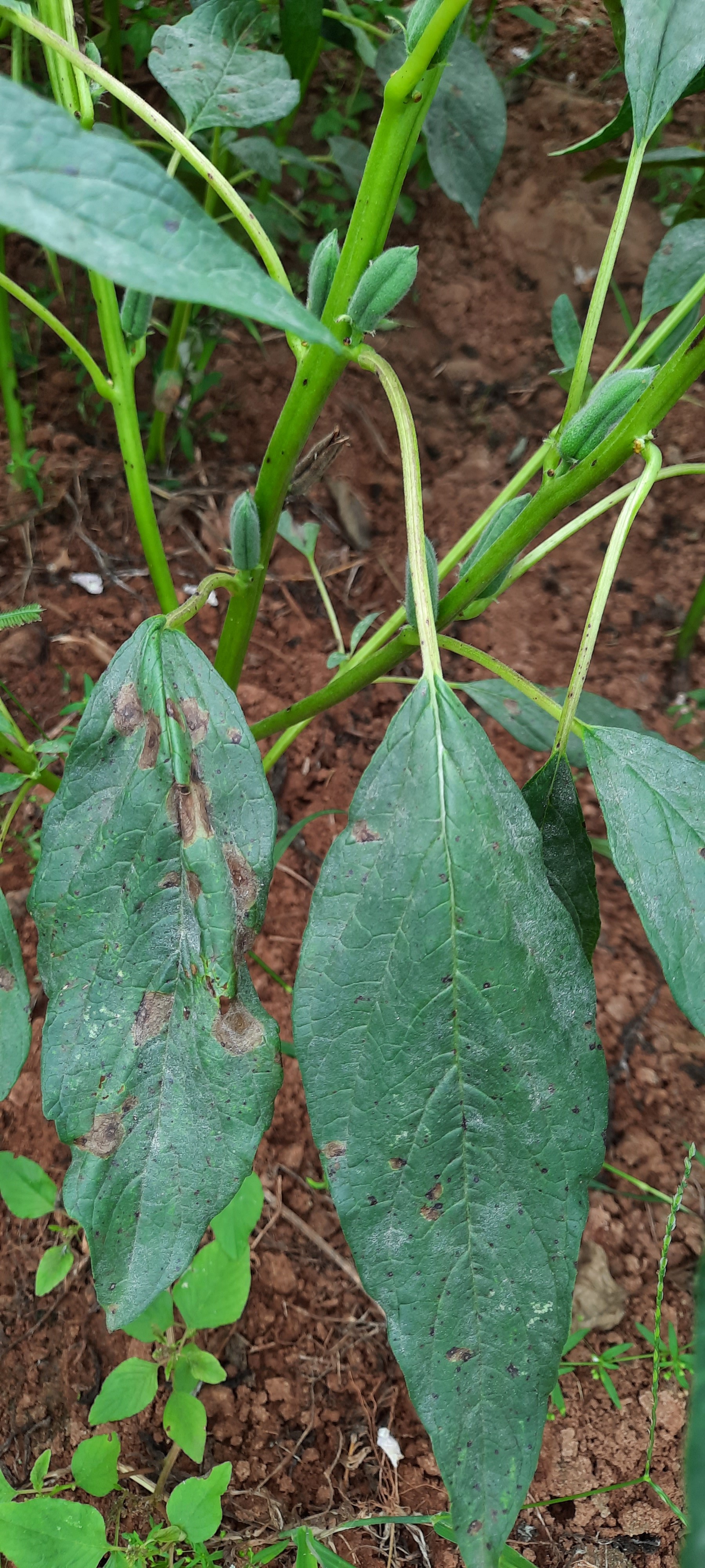 TNAU Agritech Portal :: Crop Protection