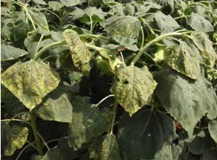 TNAU Agritech Portal :: Crop Protection