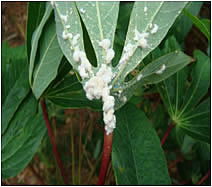 TNAU Agritech Portal :: Crop Protection