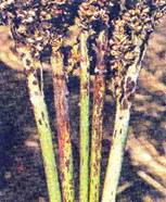 TNAU Agritech Portal :: Crop Protection