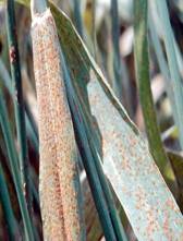 TNAU Agritech Portal :: Crop Protection