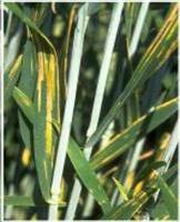 TNAU Agritech Portal :: Crop Protection