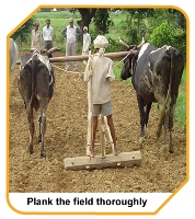 Cultivation Practices >> Main field Preparation