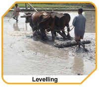 Cultivation Practices >> Main field Preparation