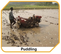 Cultivation Practices >> Main field Preparation