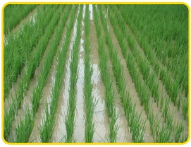Cultivation Practices >> Water Management