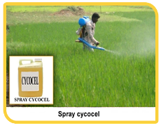 Cultivation Practices >> Water Management