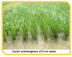 Cultivation Practices >> Water Management