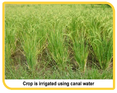 Cultivation Practices >> Water Management