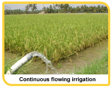 Cultivation Practices >> Water Management