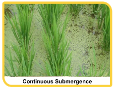 Cultivation Practices >> Water Management