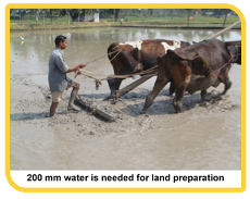 Cultivation Practices >> Water Management