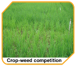 Cultivation Practices