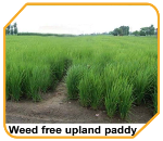 Cultivation Practices