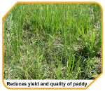 Cultivation Practices