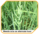 Cultivation Practices