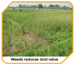 Cultivation Practices