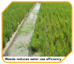 Cultivation Practices