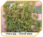 Cultivation Practices