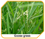 Cultivation Practices