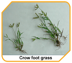 Cultivation Practices