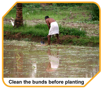 Cultivation Practices