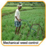 Cultivation Practices