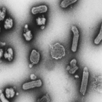 Crop Protection >> Diseases >> Grassy Stunt & Ragged Stunt Virus