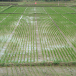 Crop Protection >> Diseases >> Grassy Stunt & Ragged Stunt Virus