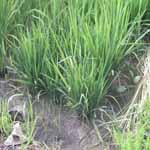 Crop Protection >> Diseases >> Grassy Stunt & Ragged Stunt Virus