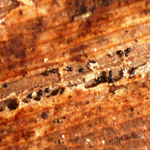 Crop Protection >> Diseases >> Stem Rot
