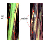 Crop Protection >> Diseases >> Stem Rot