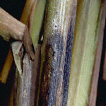 Crop Protection >> Diseases >> Stem Rot