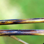 Crop Protection >> Diseases >> Stem Rot