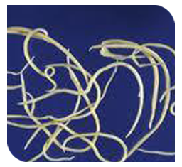 Disease Control And Management