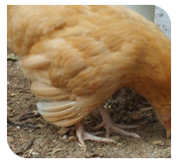 Disease Control And Management