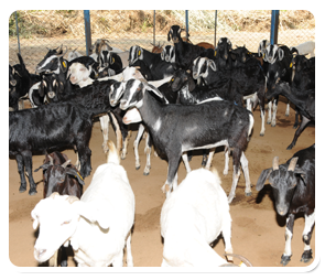 Feeding Management of Sheep and Goats