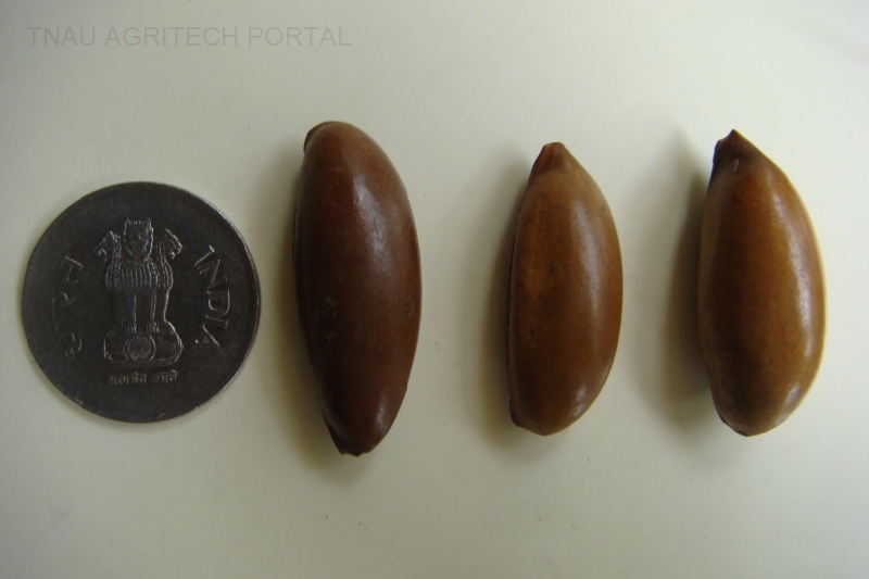 Tree Seeds Identification