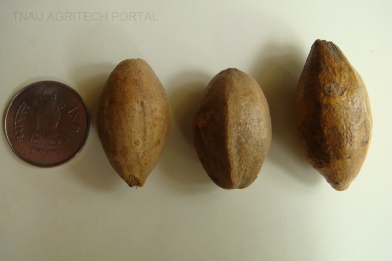 Tree Seeds Identification