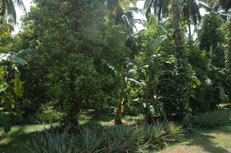 Pineapple in bearing stage under multitier cropping system