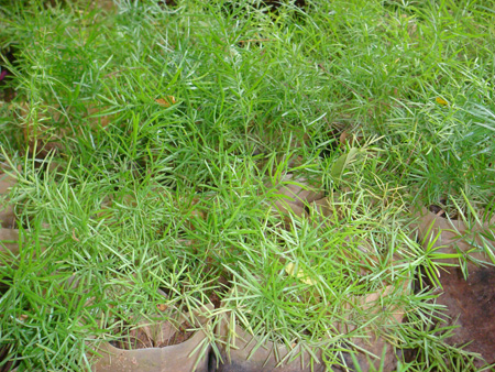 Asparagus springeri